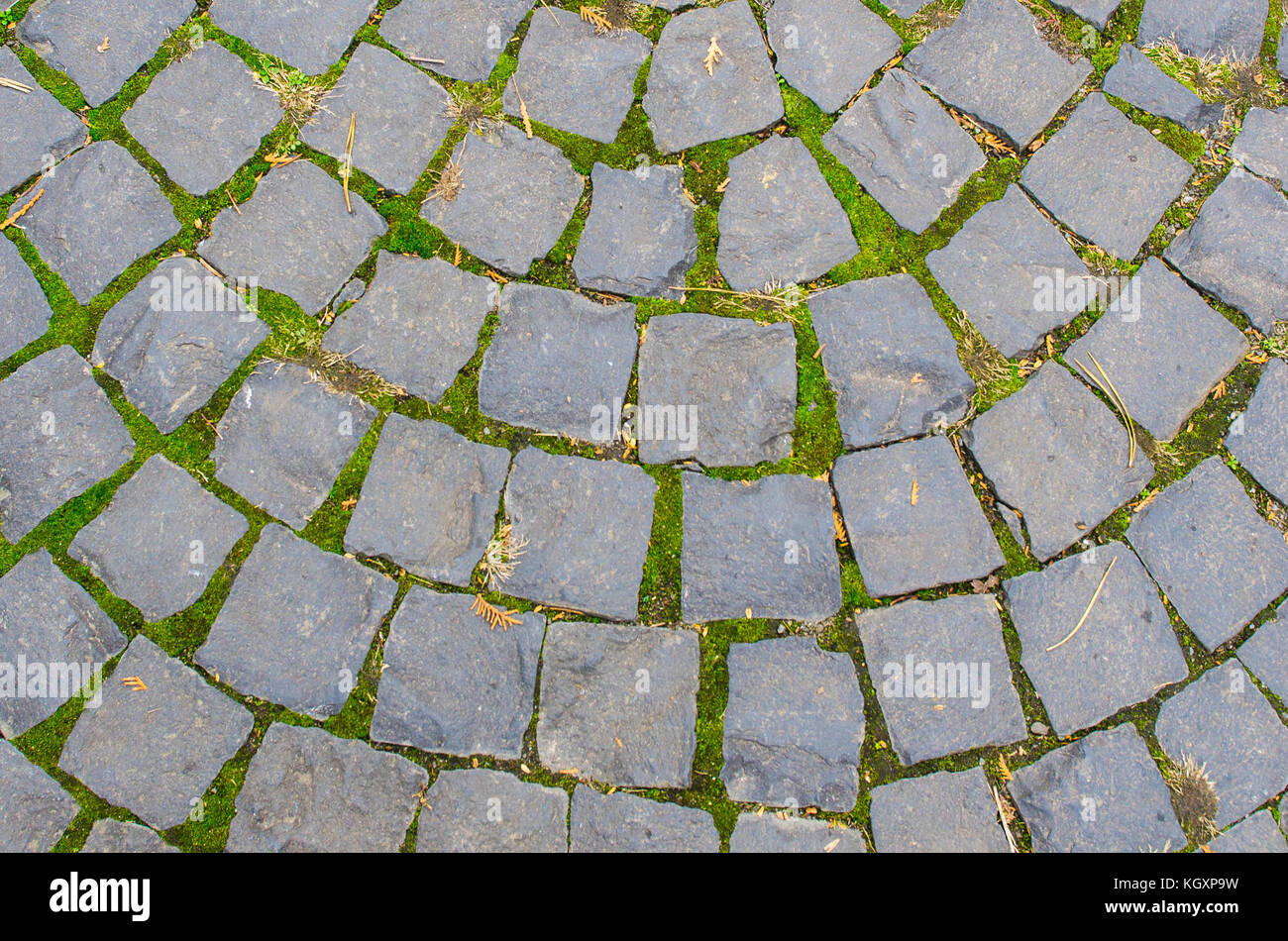 a stone road in the city, overgrown with grass. stone road surface ...