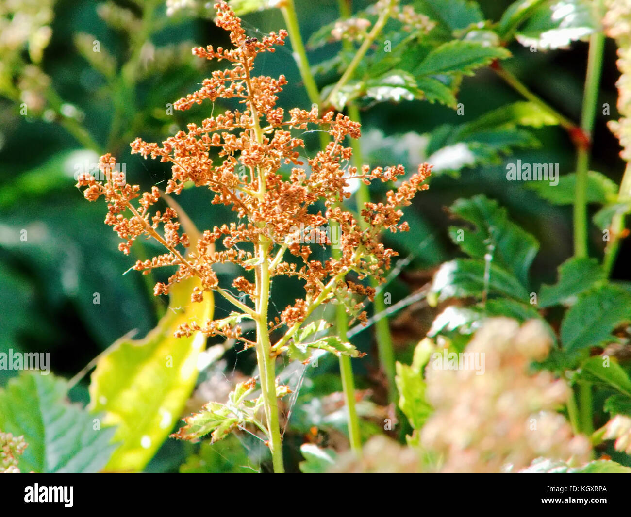 Withered meadowsweet and a spider's web Stock Photo - Alamy