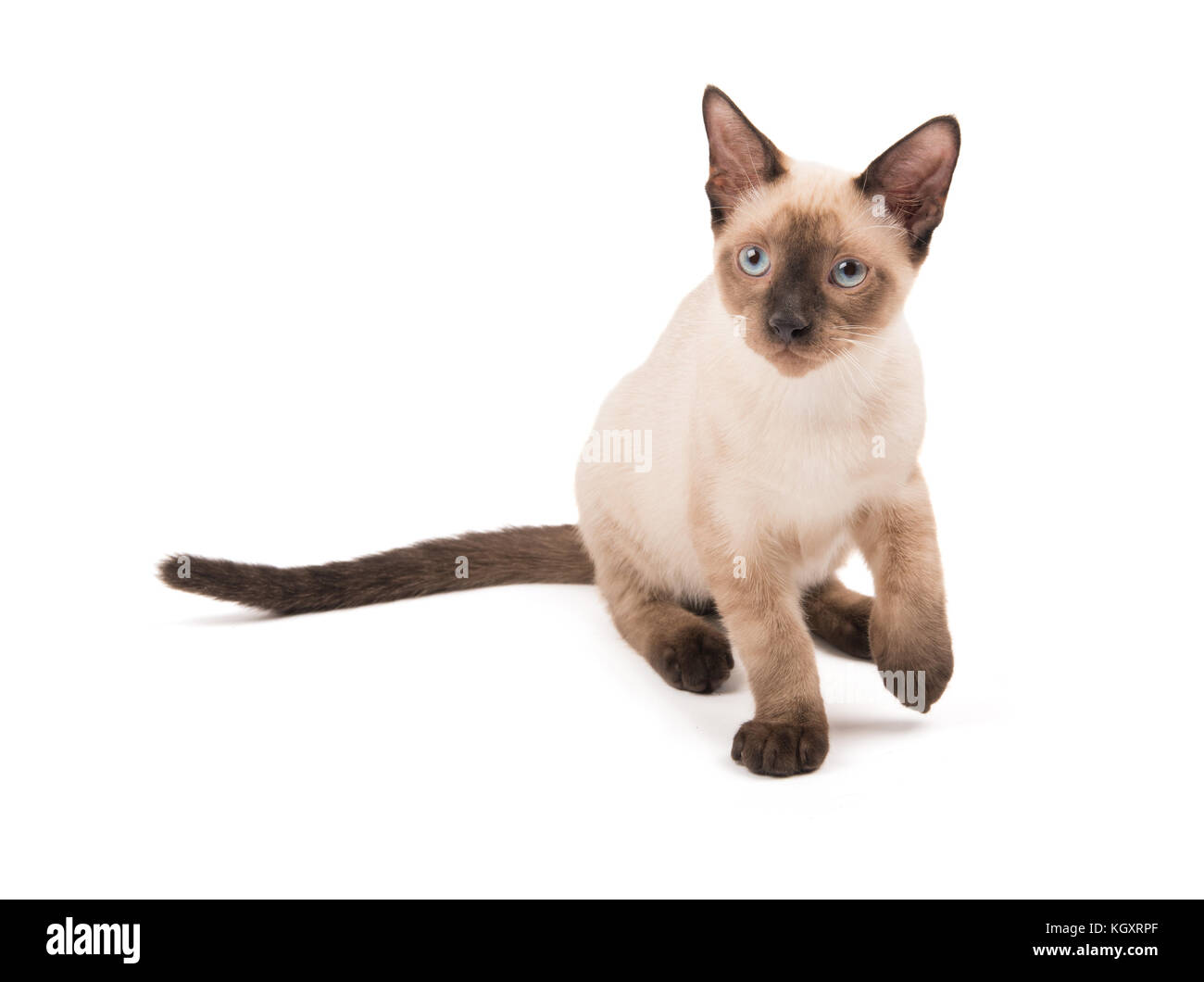 Cream point siamese cat High Resolution Stock Photography and Images ...