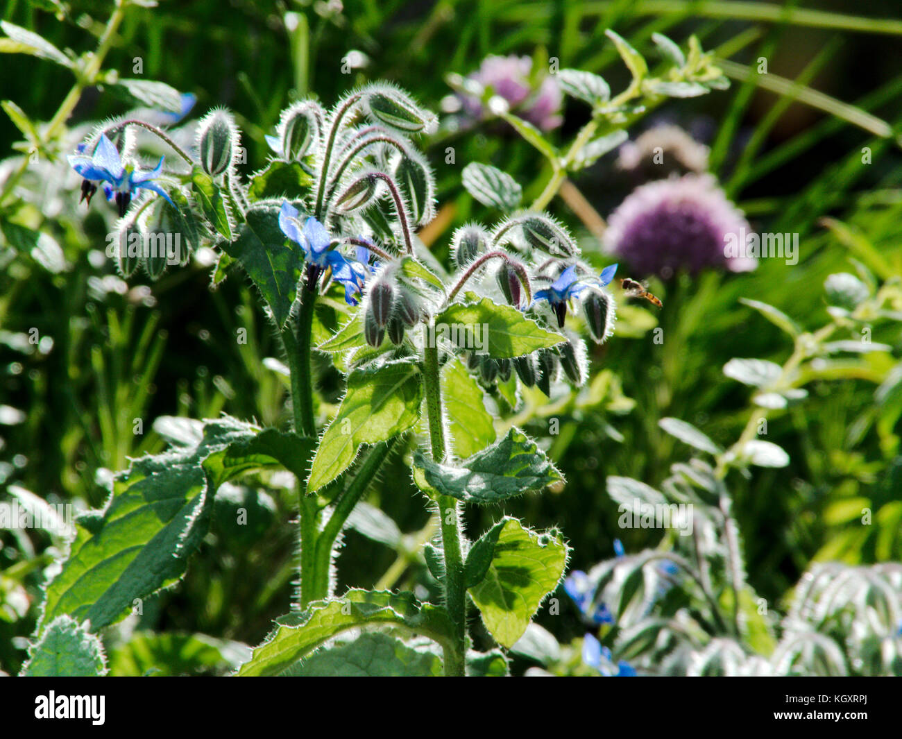 Borage or starflower plants in flower Stock Photo - Alamy