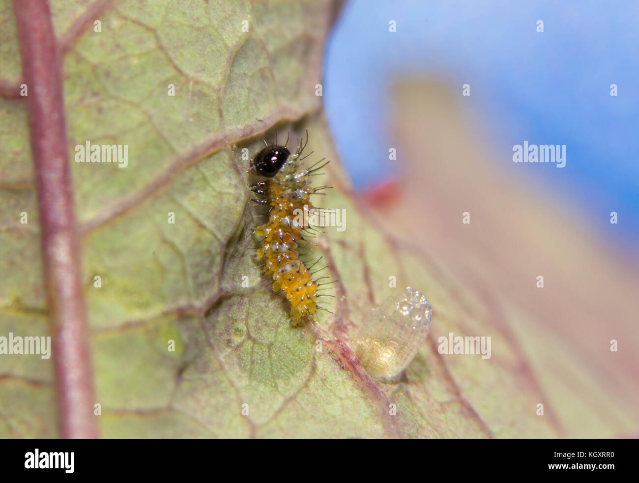 Tiny Gulf Fritillary butterfly caterpillar right after eclosing from ...