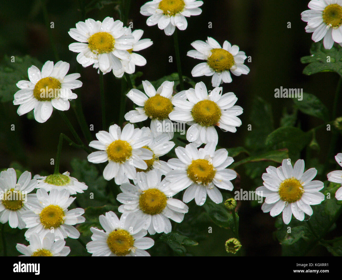 Aster, daisy flowers Stock Photo - Alamy