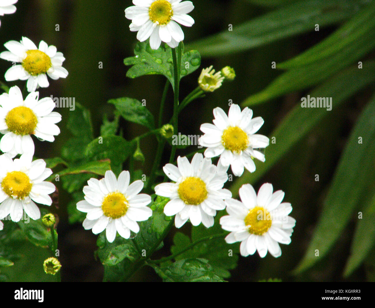 Aster, daisy flowers Stock Photo - Alamy