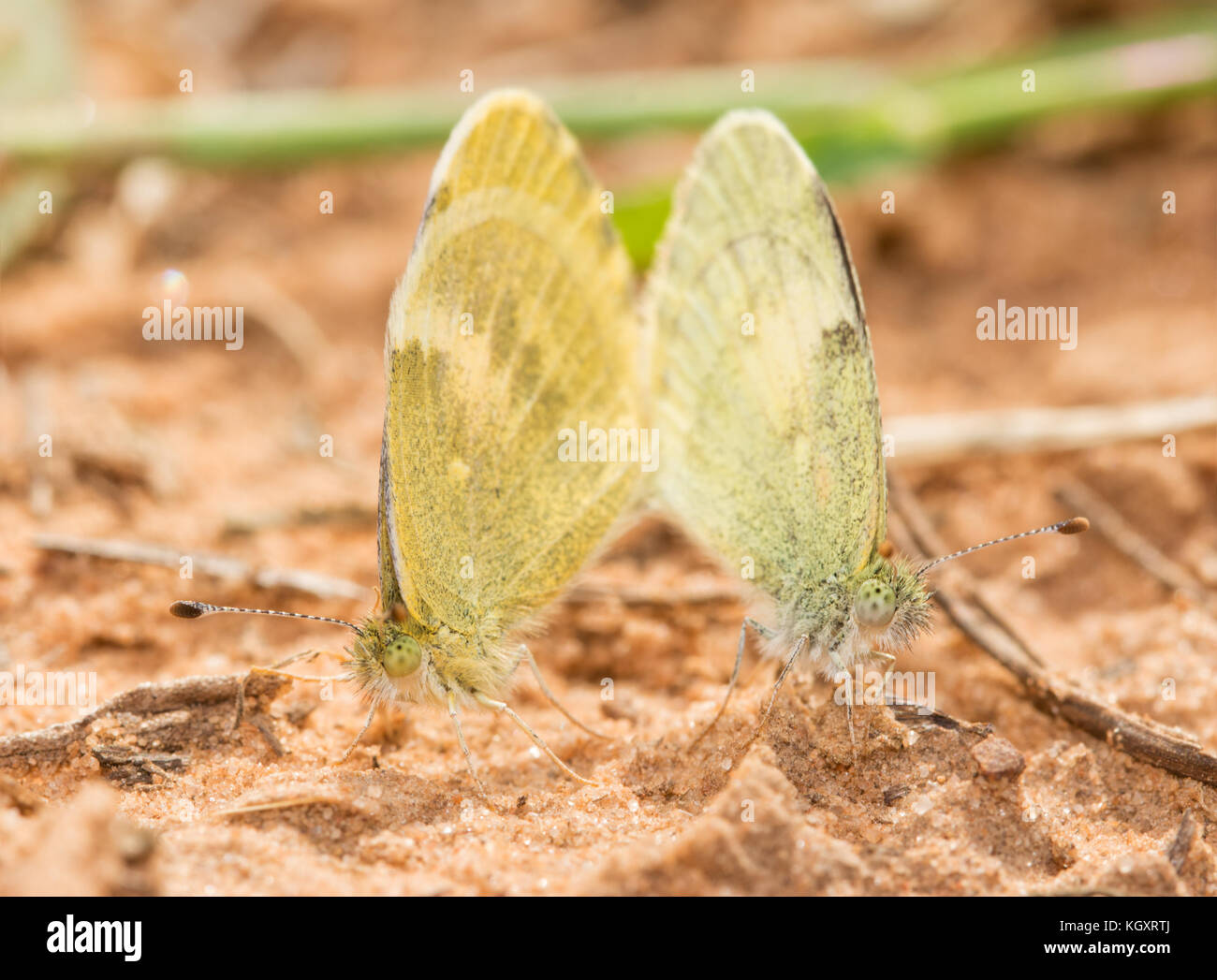 Little Yellow butterflies mating Stock Photo - Alamy