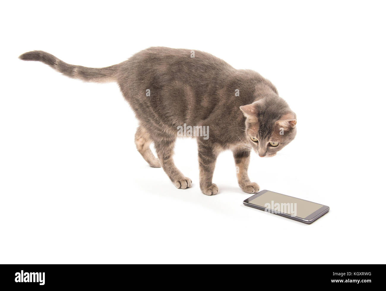 Playful cat in home Cut Out Stock Images & Pictures - Alamy