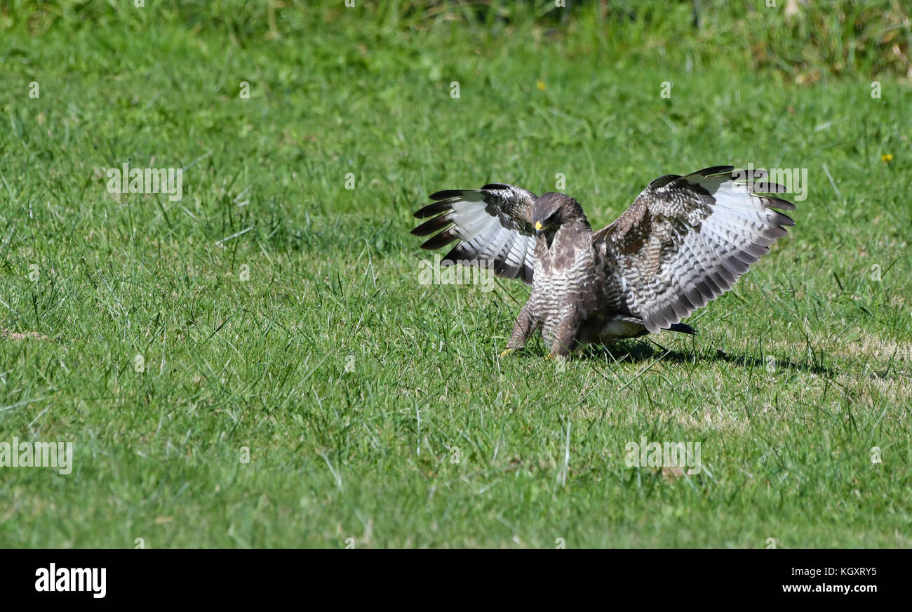 Buzzard hunting crickets in the countryside Stock Photo - Alamy
