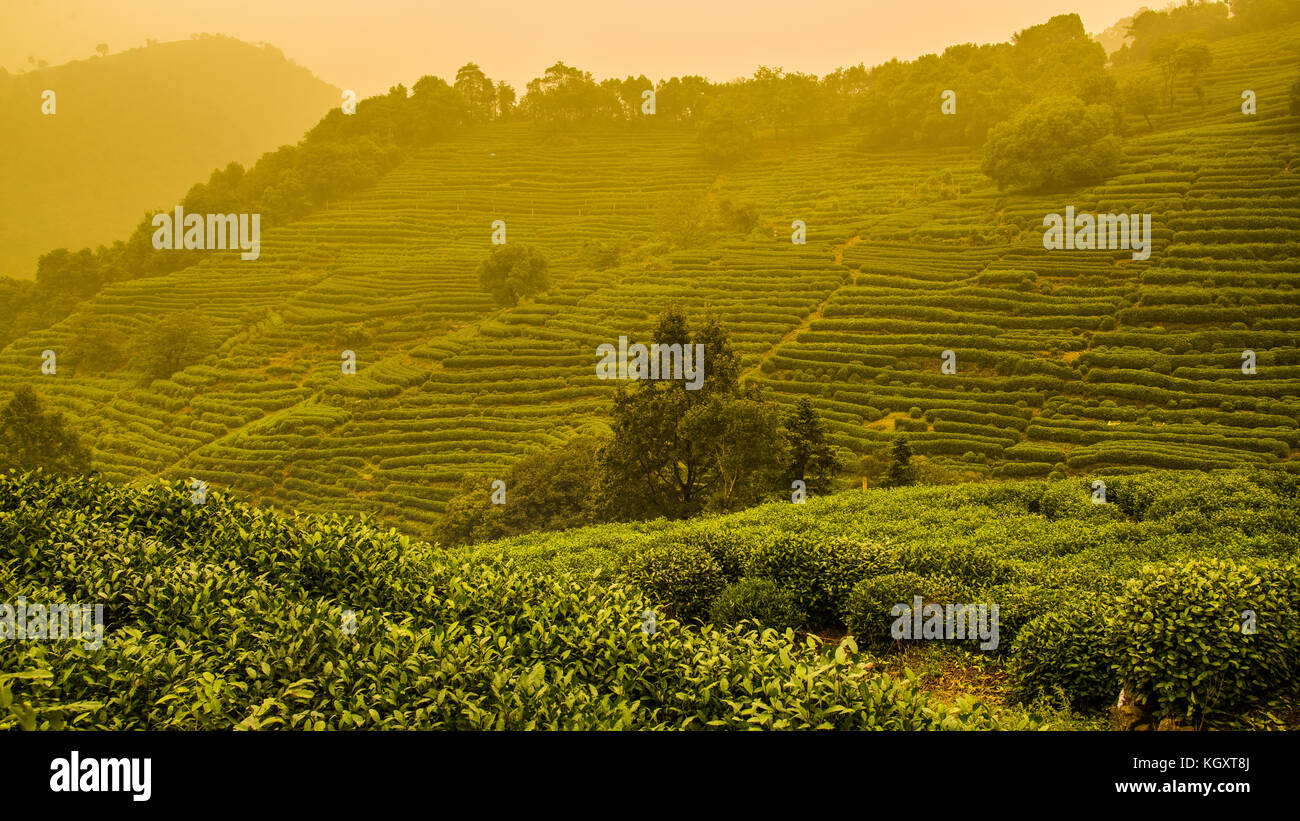 Chinese plants in jiangnan hi-res stock photography and images - Alamy