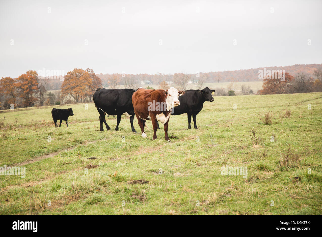 cattle in field Stock Photo - Alamy
