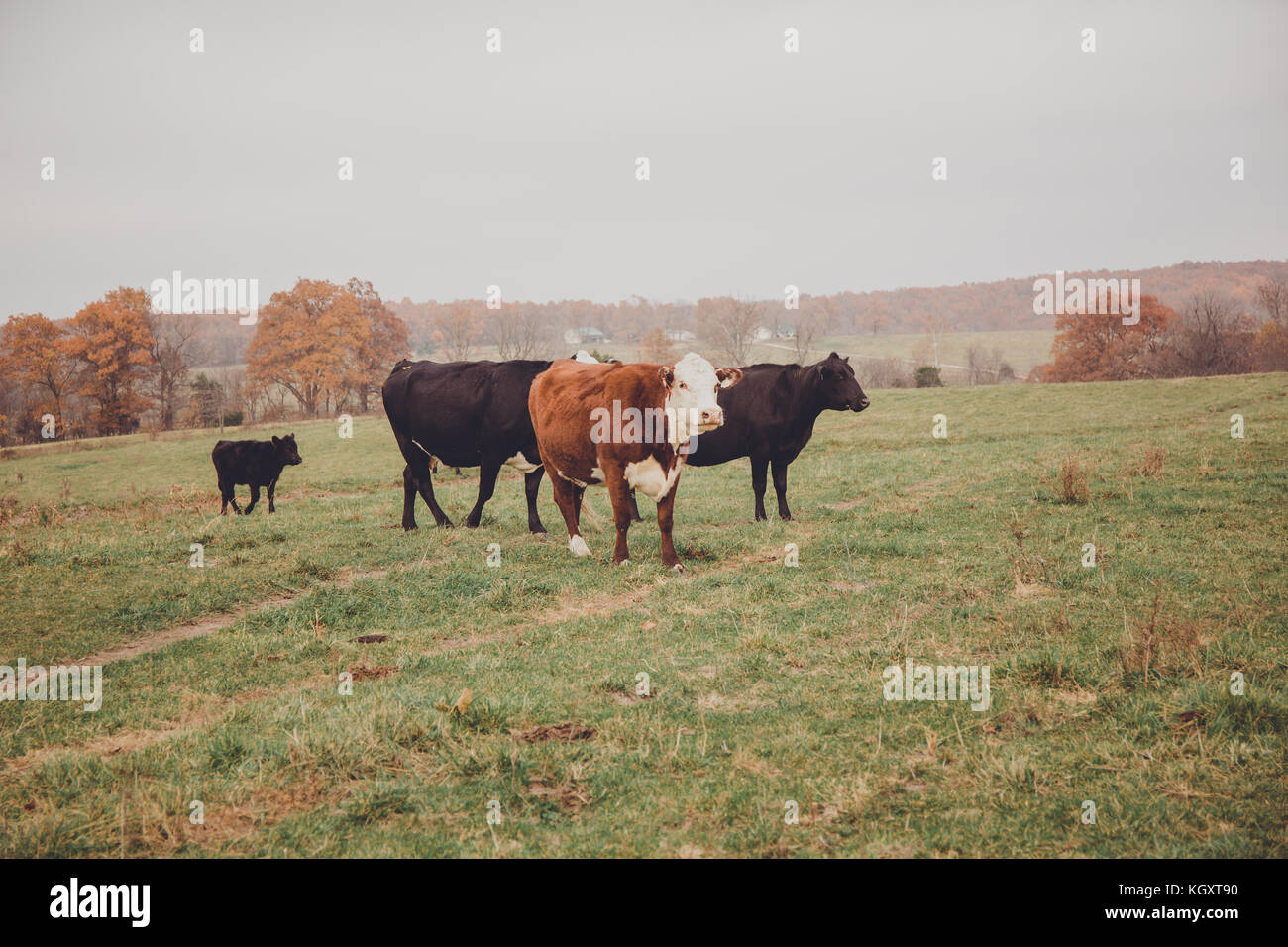 Countryside cattle hi-res stock photography and images - Alamy