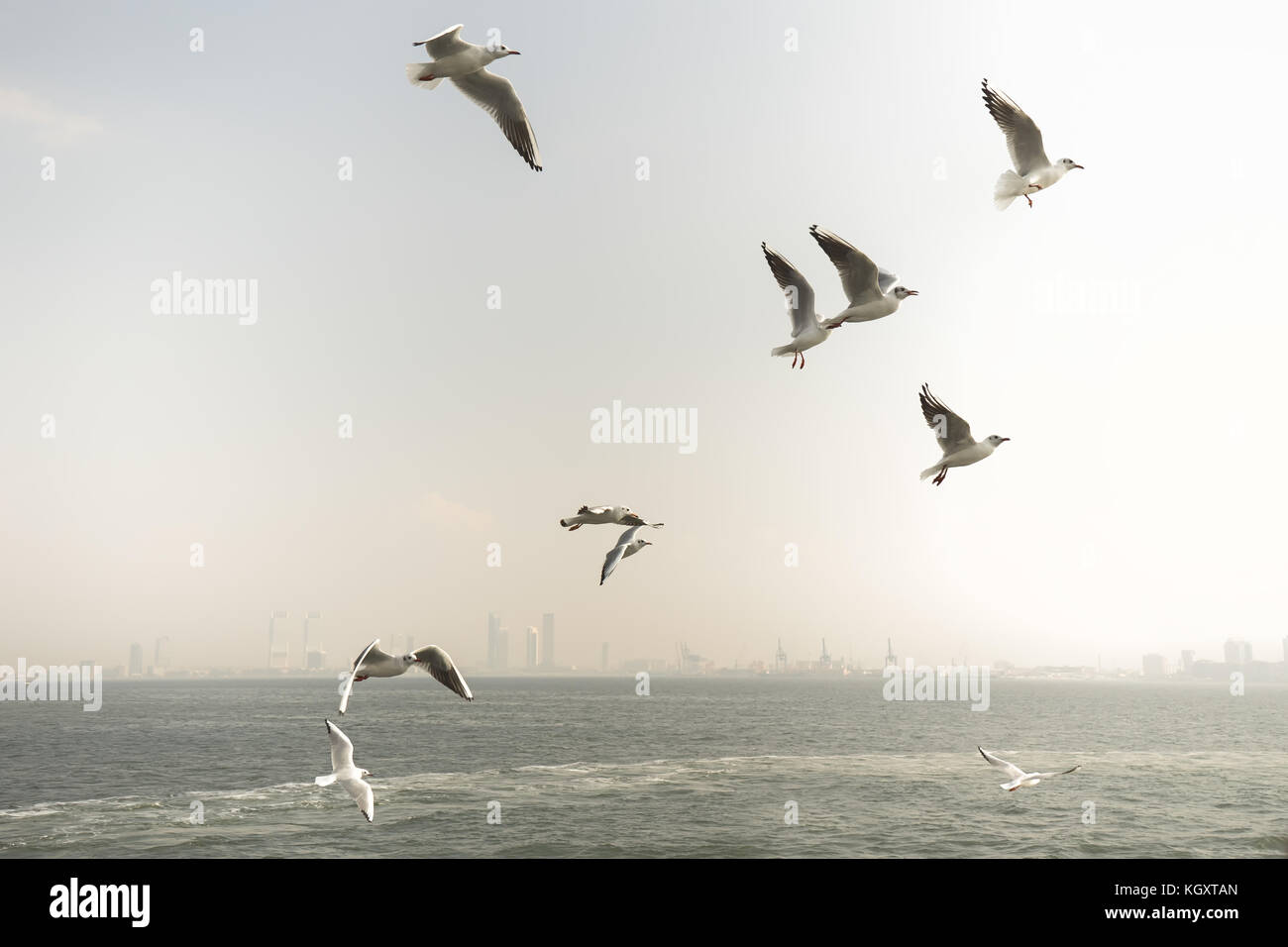 Seagull. seagulls flying in the back of the ships at sea Stock Photo ...