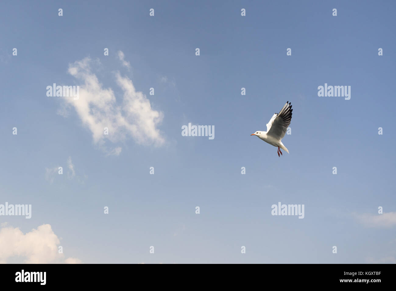 Seagull. seagulls flying in the back of the ships at sea Stock Photo ...