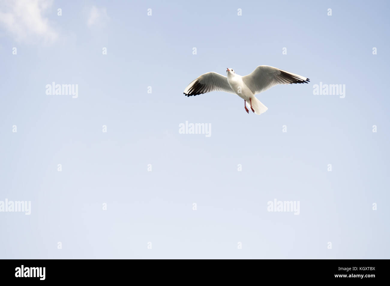 Seagull. seagulls flying in the back of the ships at sea Stock Photo ...
