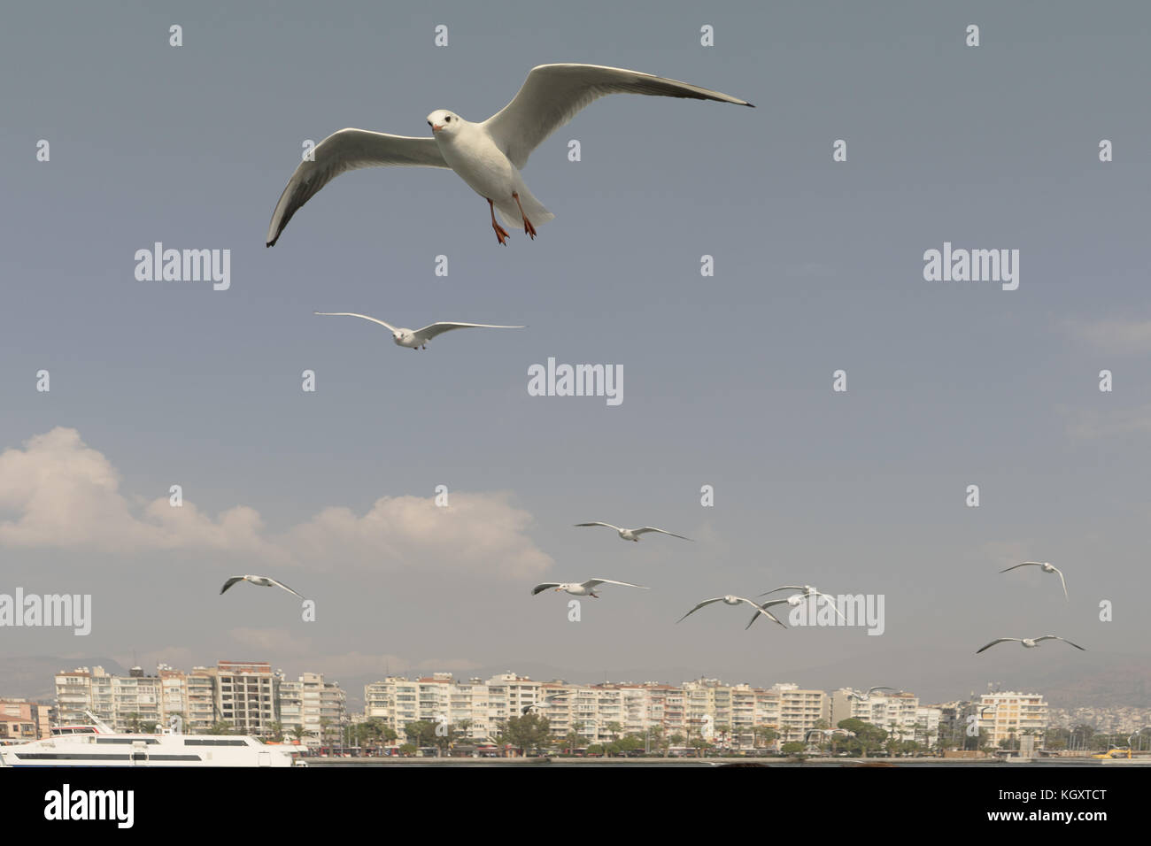 Seagull. seagulls flying in the back of the ships at sea Stock Photo ...
