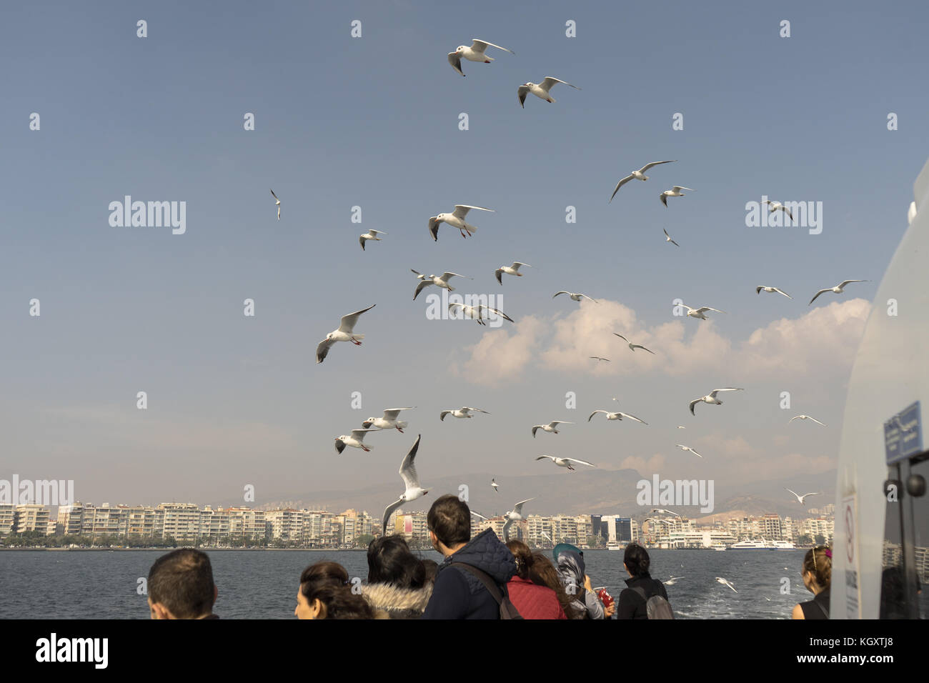 Seagull. seagulls flying in the back of the ships at sea Stock Photo ...