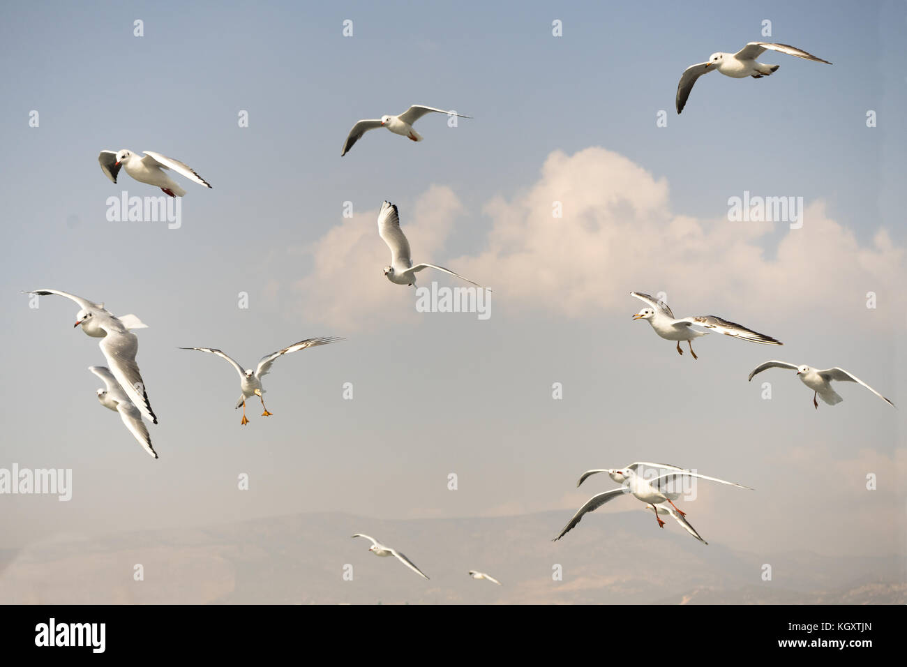 Seagull. seagulls flying in the back of the ships at sea Stock Photo ...