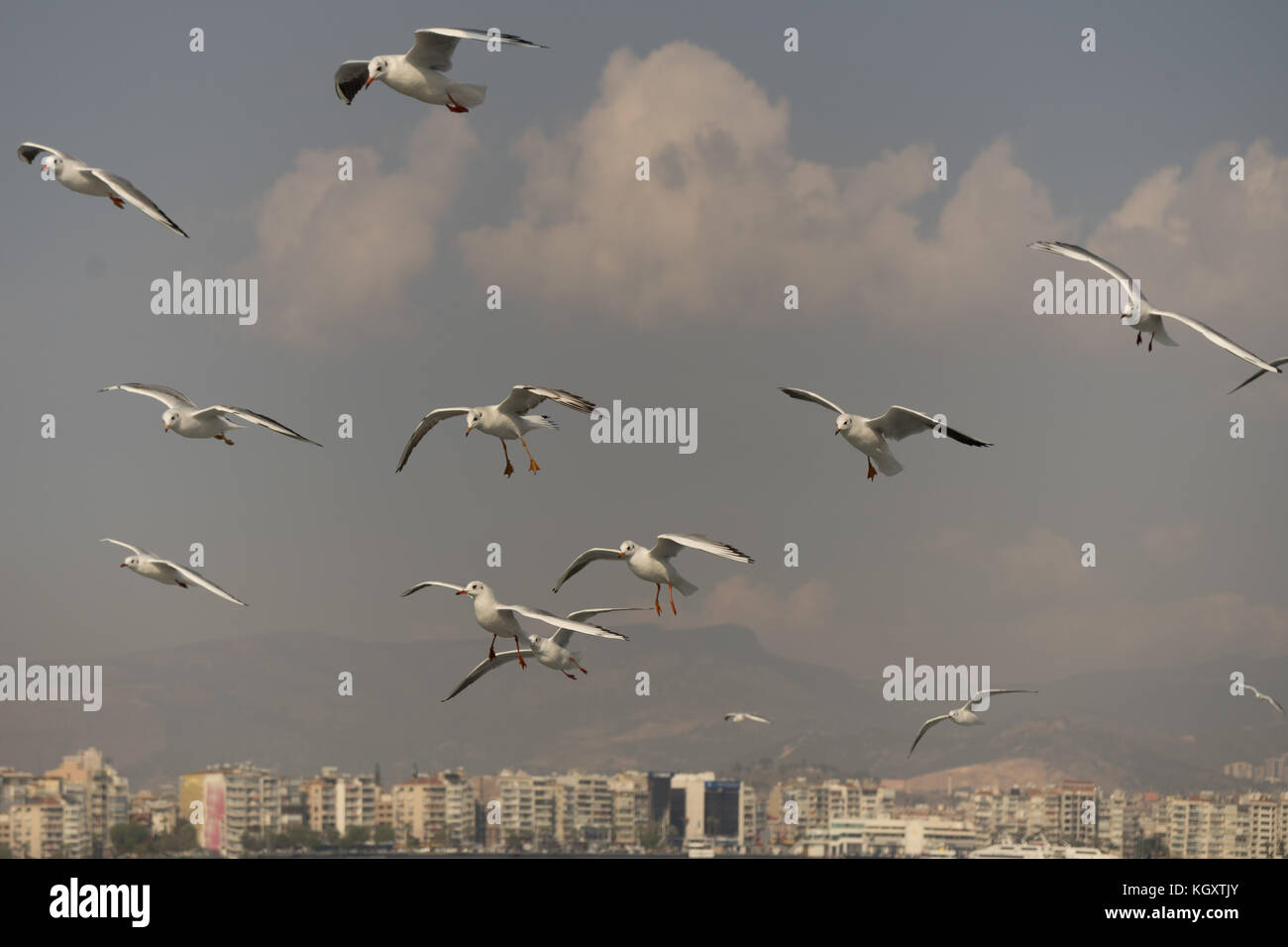 Seagull. seagulls flying in the back of the ships at sea Stock Photo ...