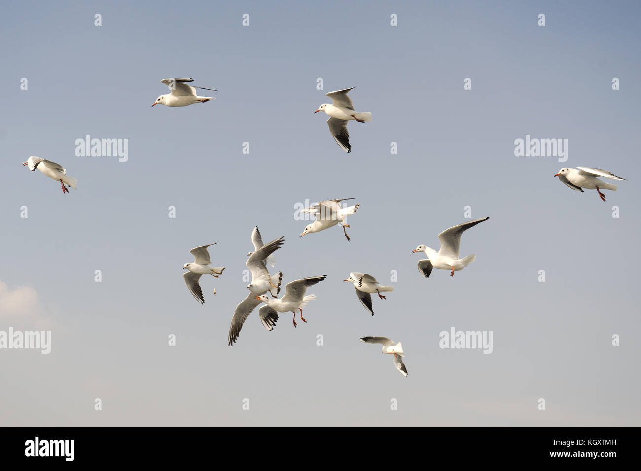 Seagull. seagulls flying in the back of the ships at sea Stock Photo ...