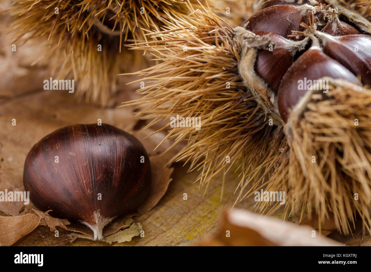 close up of a chestnut over a wooden table. symbol of autumn feeling ...