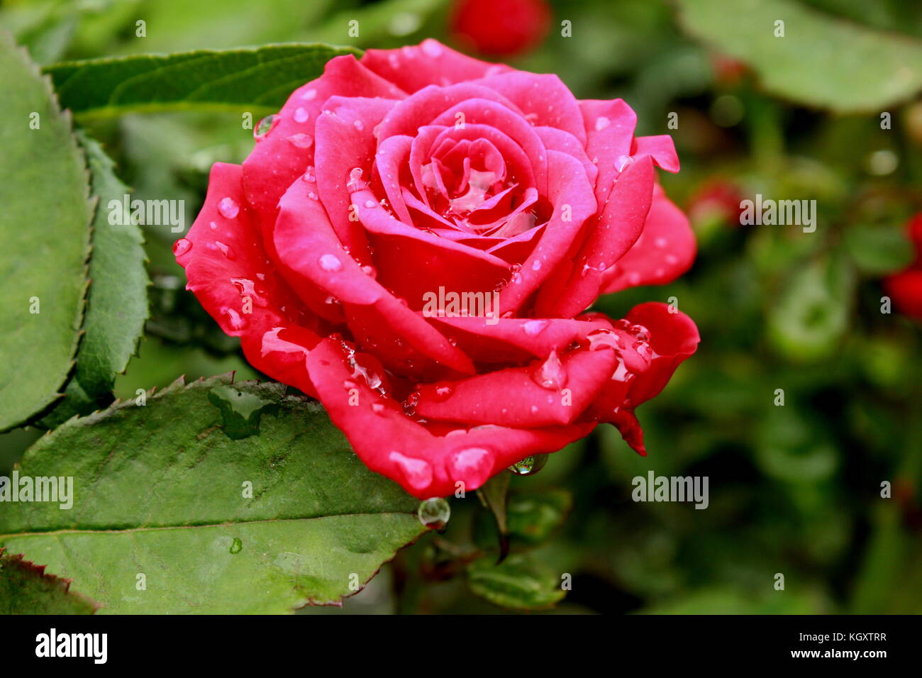 Beloved rose hi-res stock photography and images - Alamy