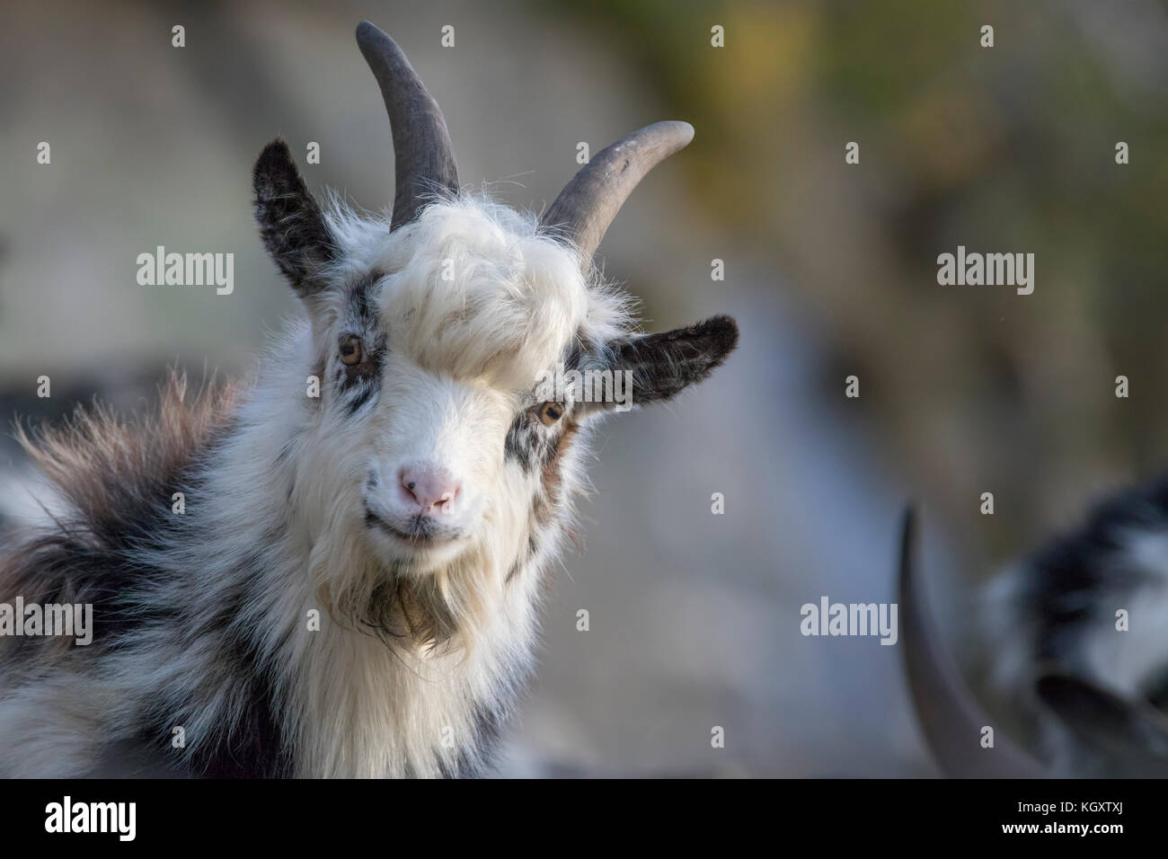 Scottish highlands autumn goat hi-res stock photography and images - Alamy