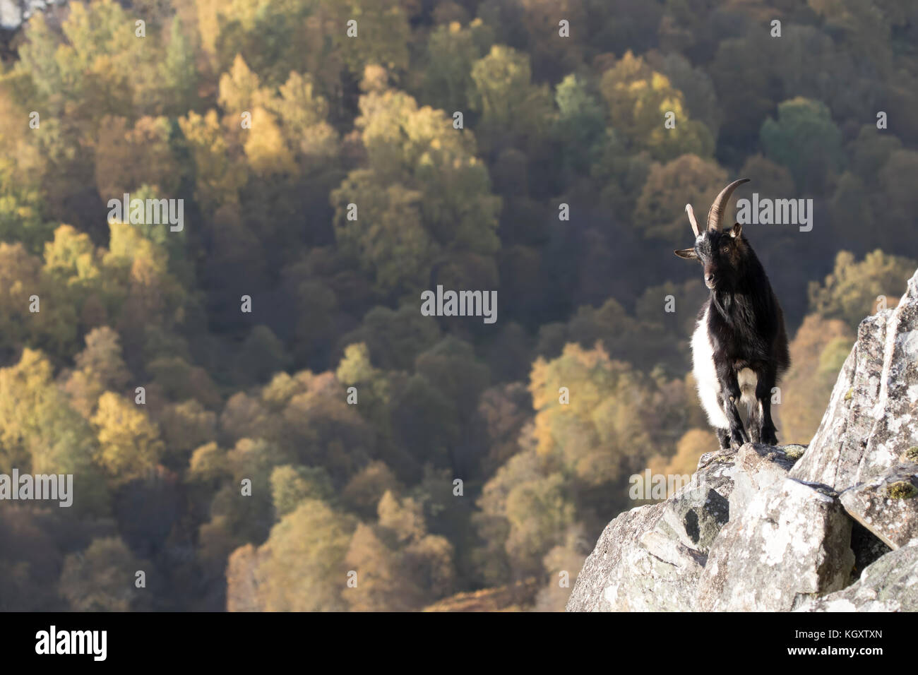 feral goats close up portrait in autumn in the scottish highlands Stock ...