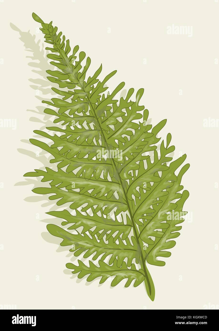 Season fern fern fern fern Stock Vector Images - Alamy