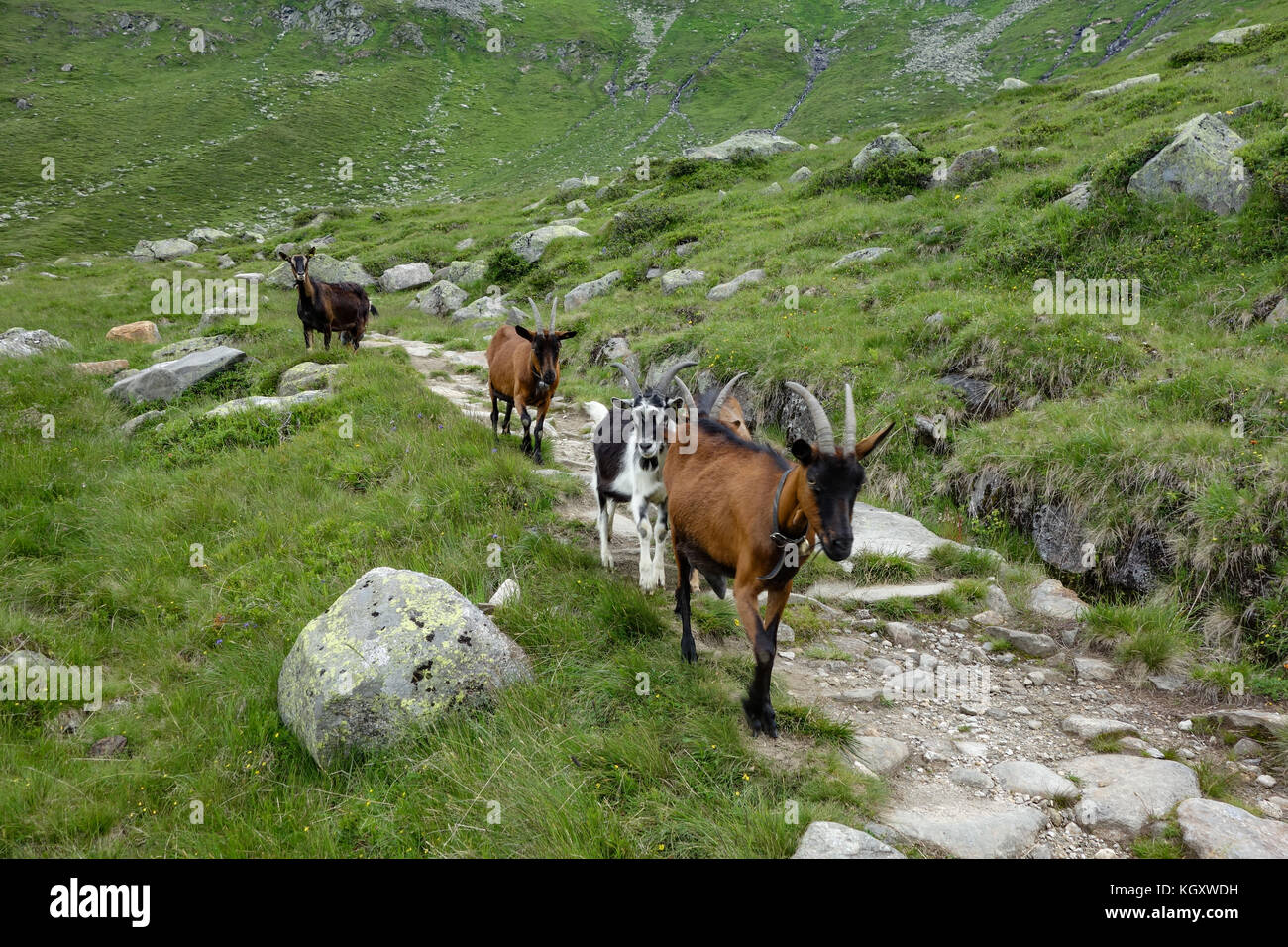 Goat family in the alps Stock Photo - Alamy