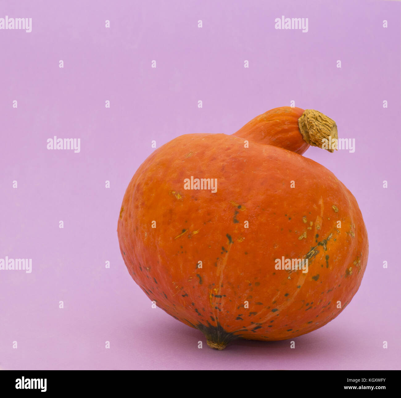 Bright Pumpkin on violet background Stock Photo - Alamy