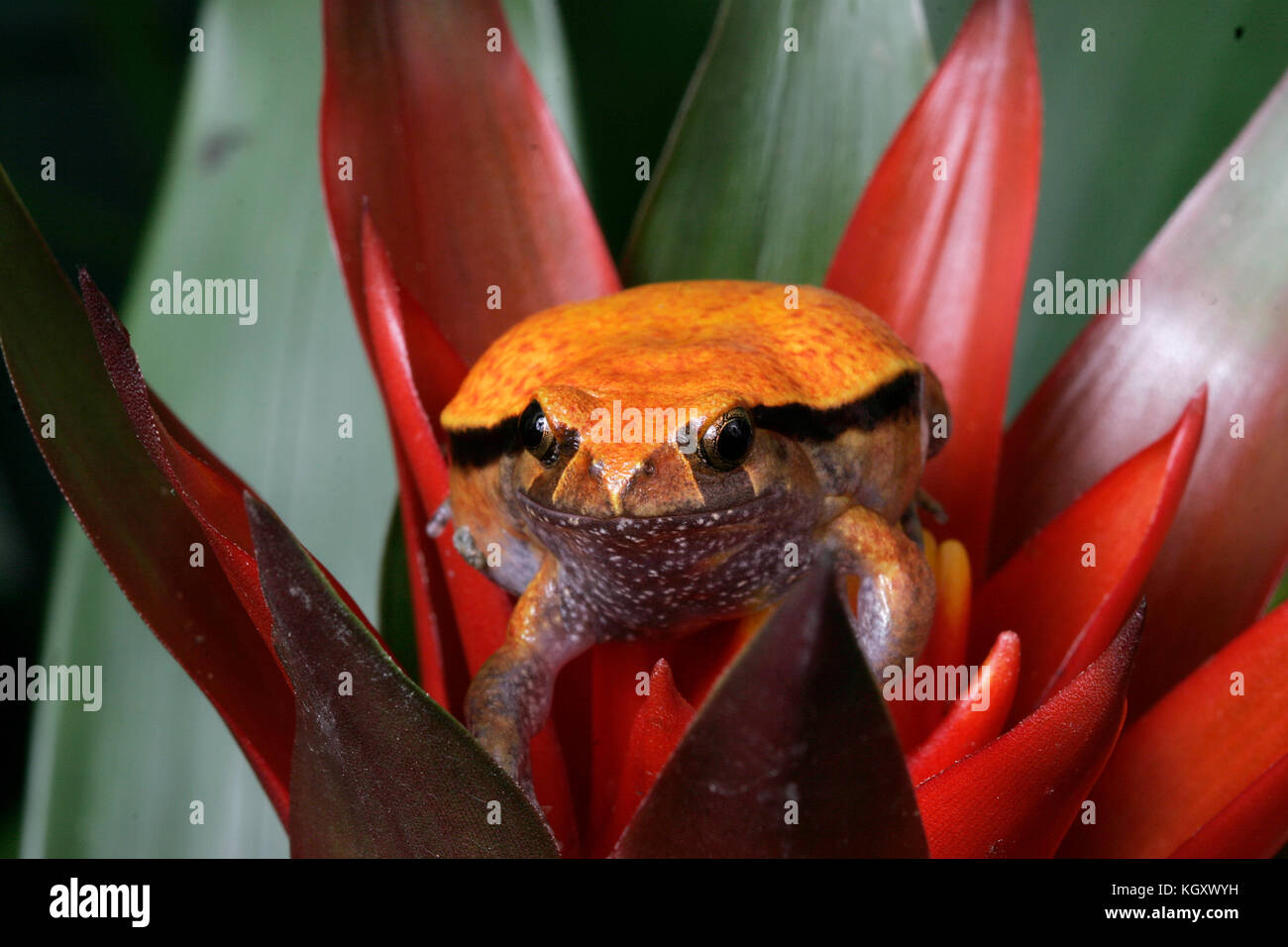 Tomato Frog, Dyscophus guineti, Madagascar Stock Photo - Alamy