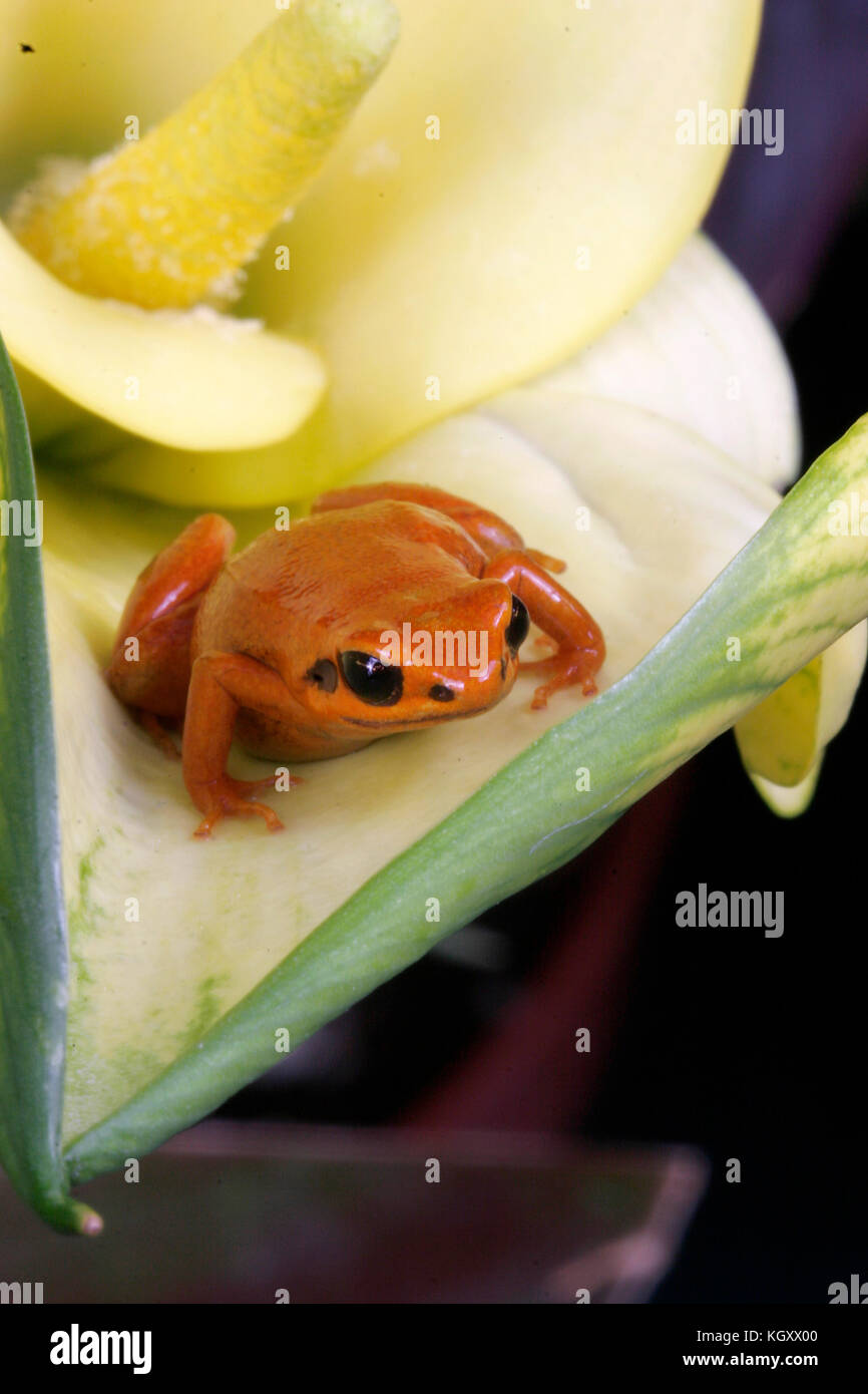 Black-Eared Mantella, Mantella milotympanum, Critically Endangered ...
