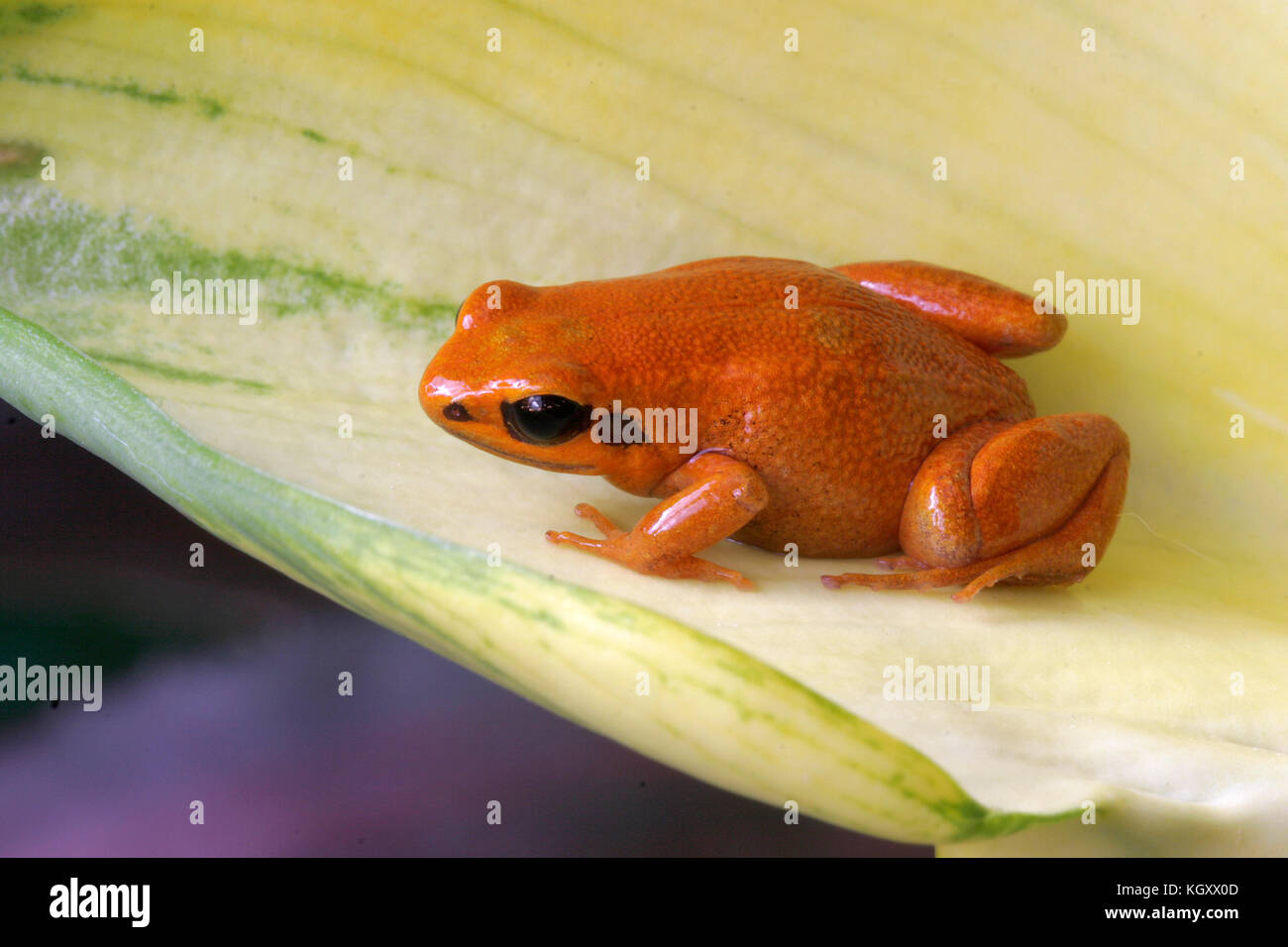 Black-Eared Mantella, Mantella milotympanum, Critically Endangered ...