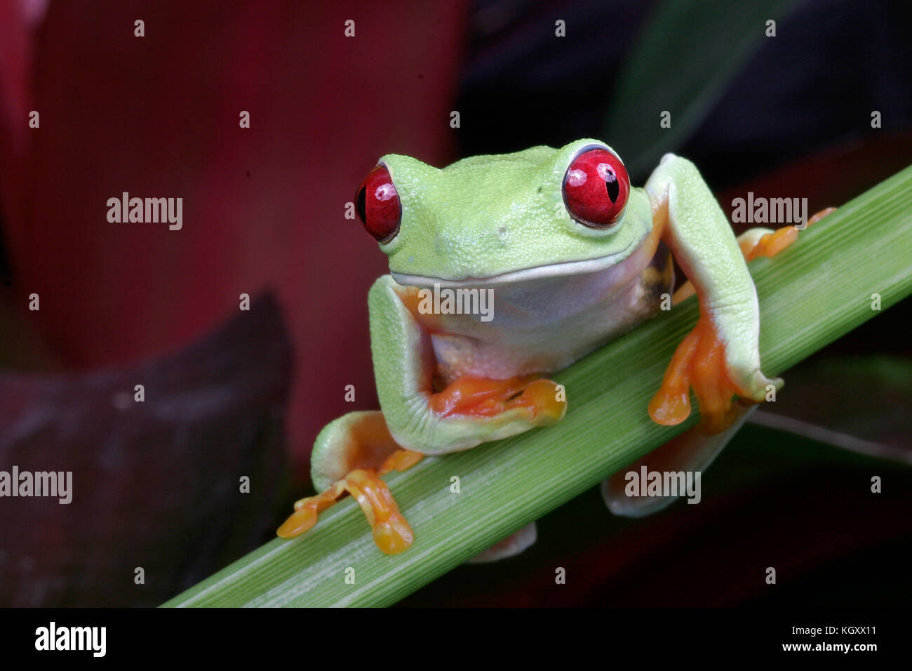 Red Eye Tree Frog, Agalychnis callidryas, Costa Rica Stock Photo - Alamy