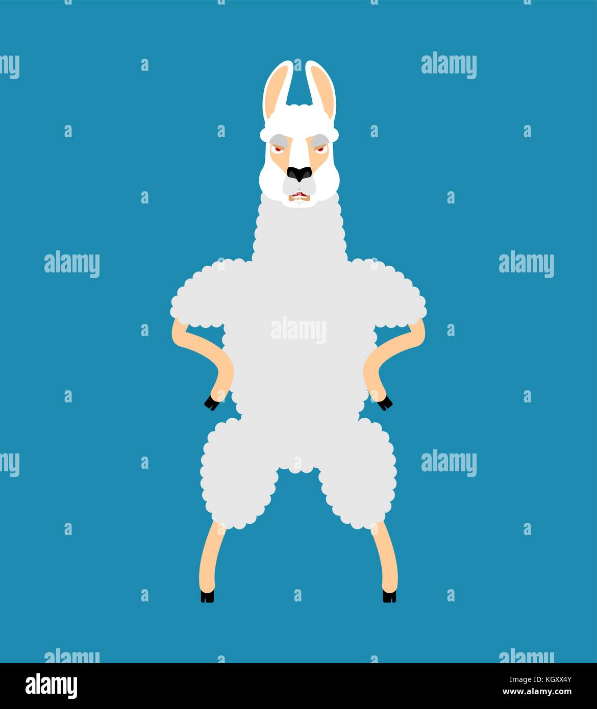 Angry Alpaca High Resolution Stock Photography and Images - Alamy