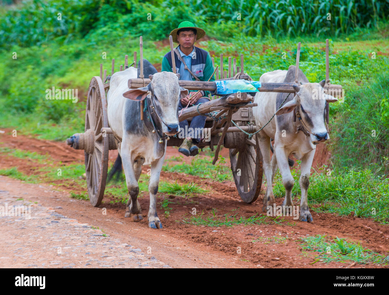 Burmese farmer riding ox cart in Shan state Myanmar Stock Photo - Alamy