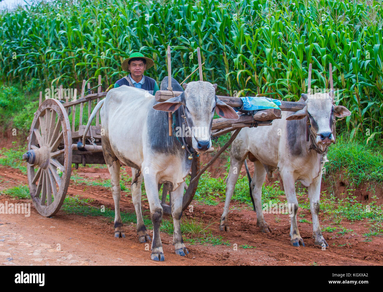Burmese farmer riding ox cart in Shan state Myanmar Stock Photo - Alamy