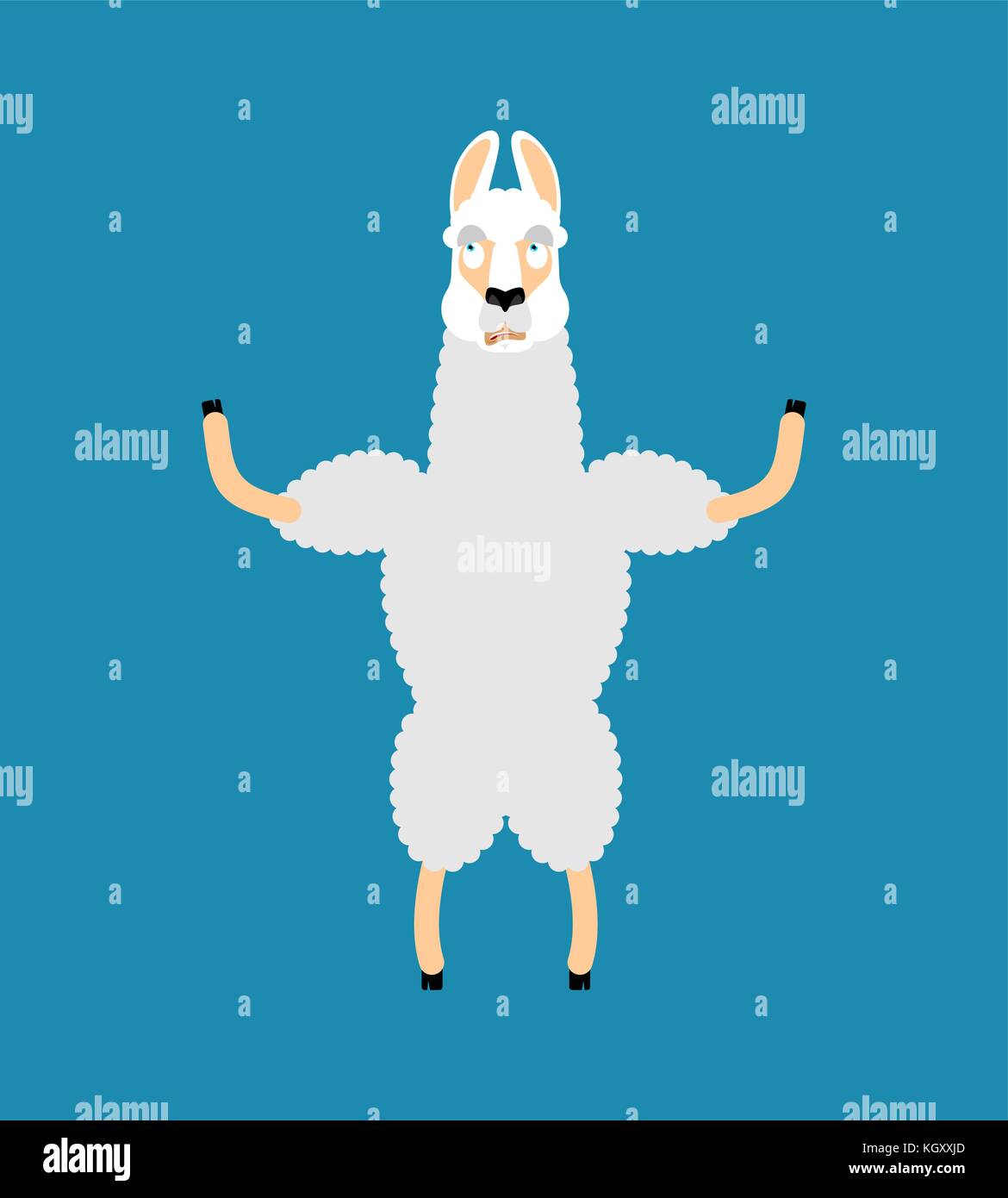 Lama Alpaca was confused emotions. Animal is perplexed. Beast surprise ...