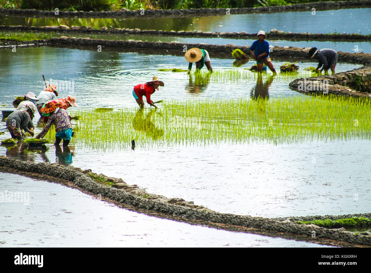 Life on the rice paddy Stock Photo - Alamy
