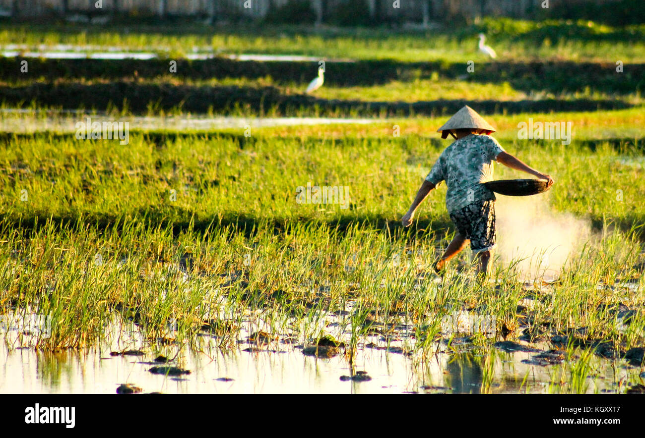 Farmers planting on paddy rice hi-res stock photography and images - Alamy