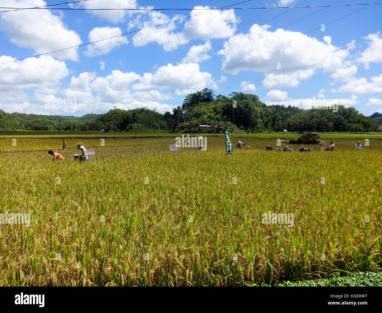 Farmers planting on paddy rice hi-res stock photography and images - Alamy
