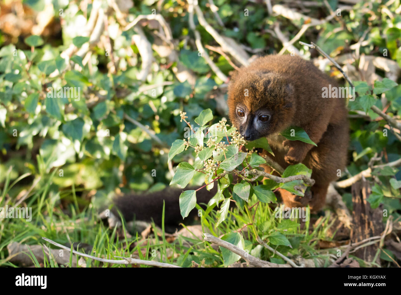 A Red Bellied Lemur at a UK zoo Stock Photo - Alamy