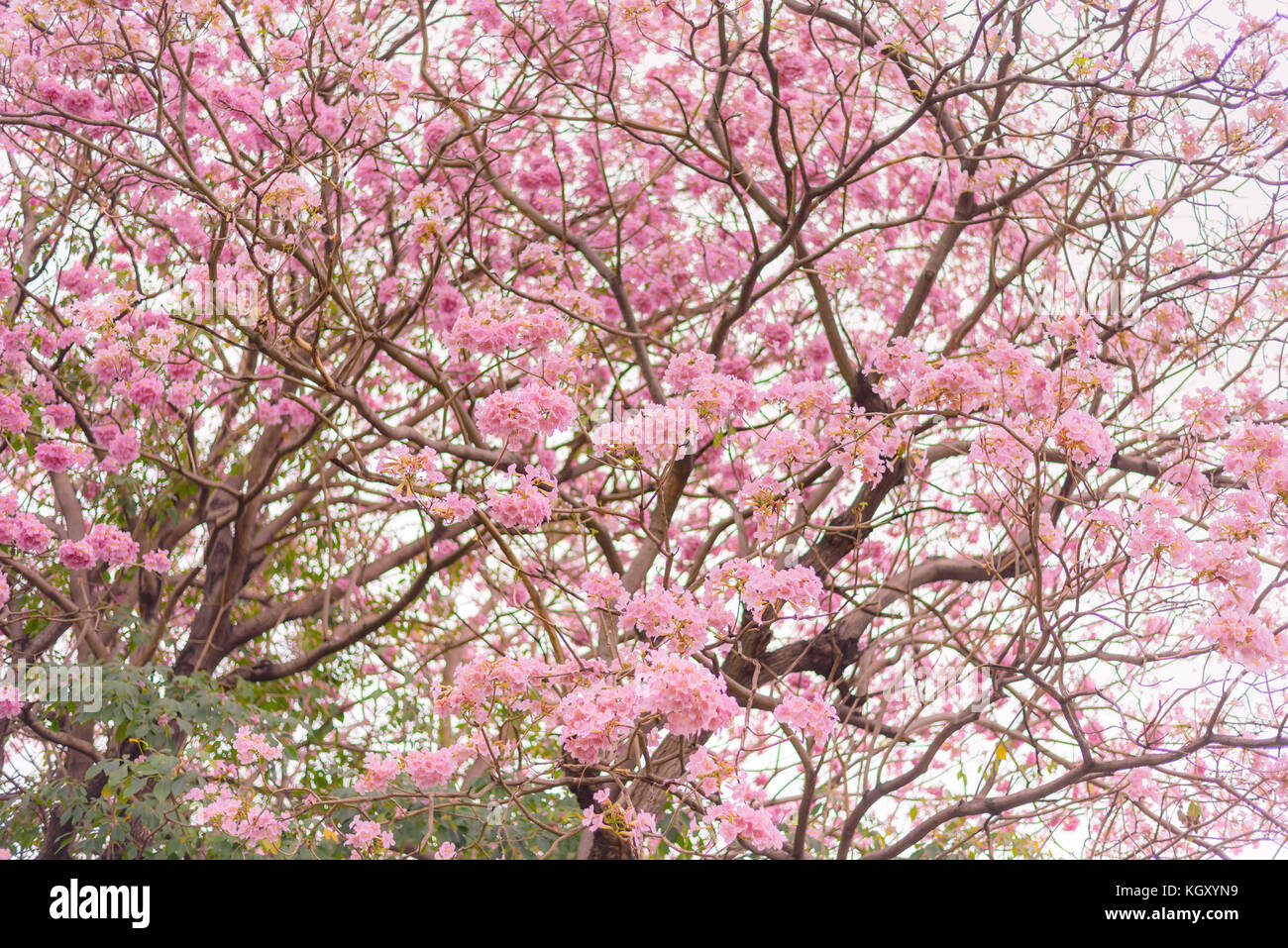 Beautiful Pink Trumpet flower tree or Tabebuia heterophylla, selective ...