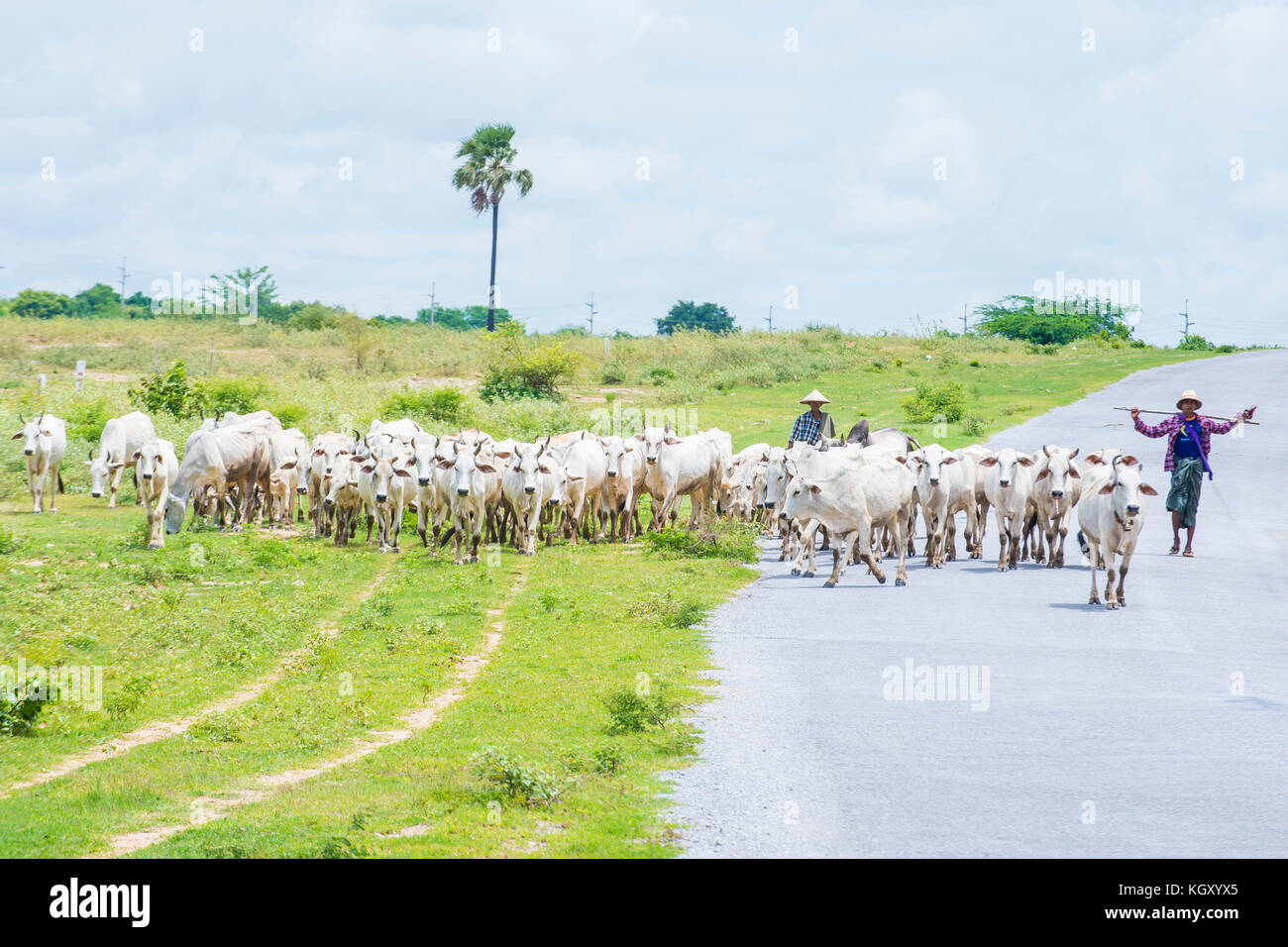 Burmese shepherd in a pasture with a cow herd in Shan state Myanmar ...