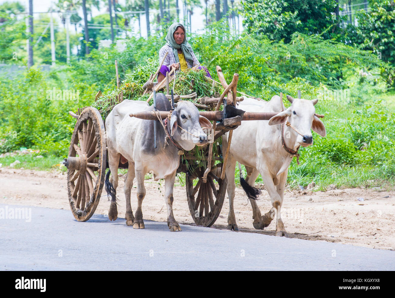 Burmese farmer riding ox cart in Shan state Myanmar Stock Photo - Alamy