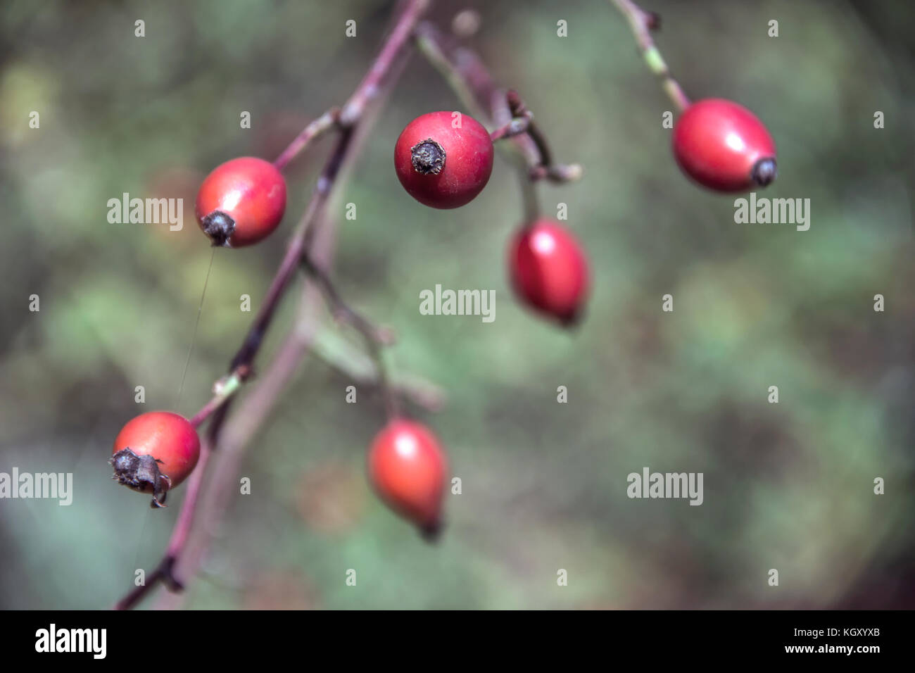 Wild rose branches with ripe autumn hips Stock Photo - Alamy