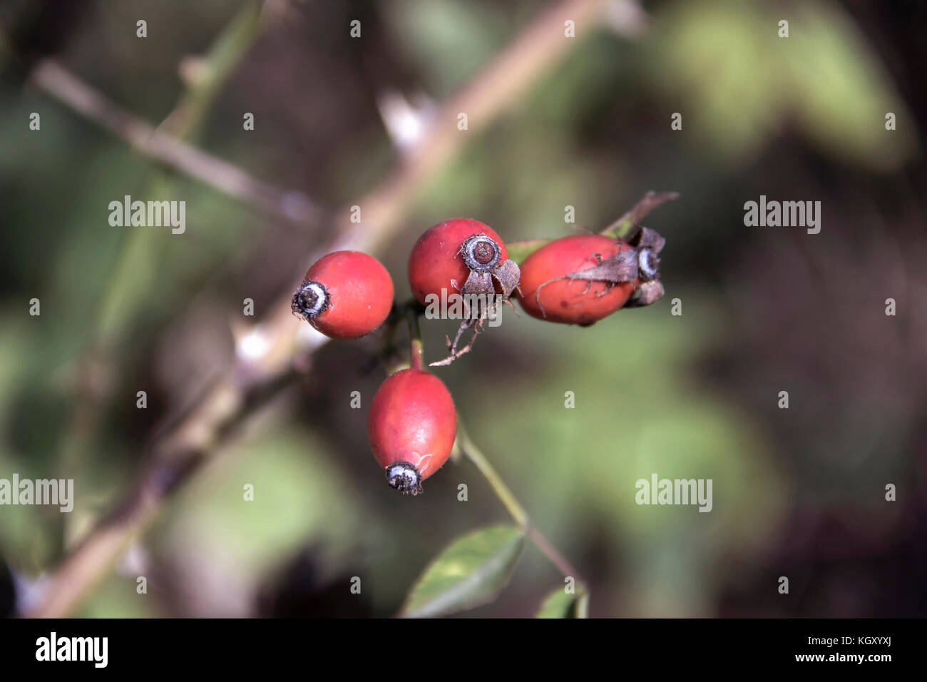 Wild rose branches with ripe autumn hips Stock Photo - Alamy