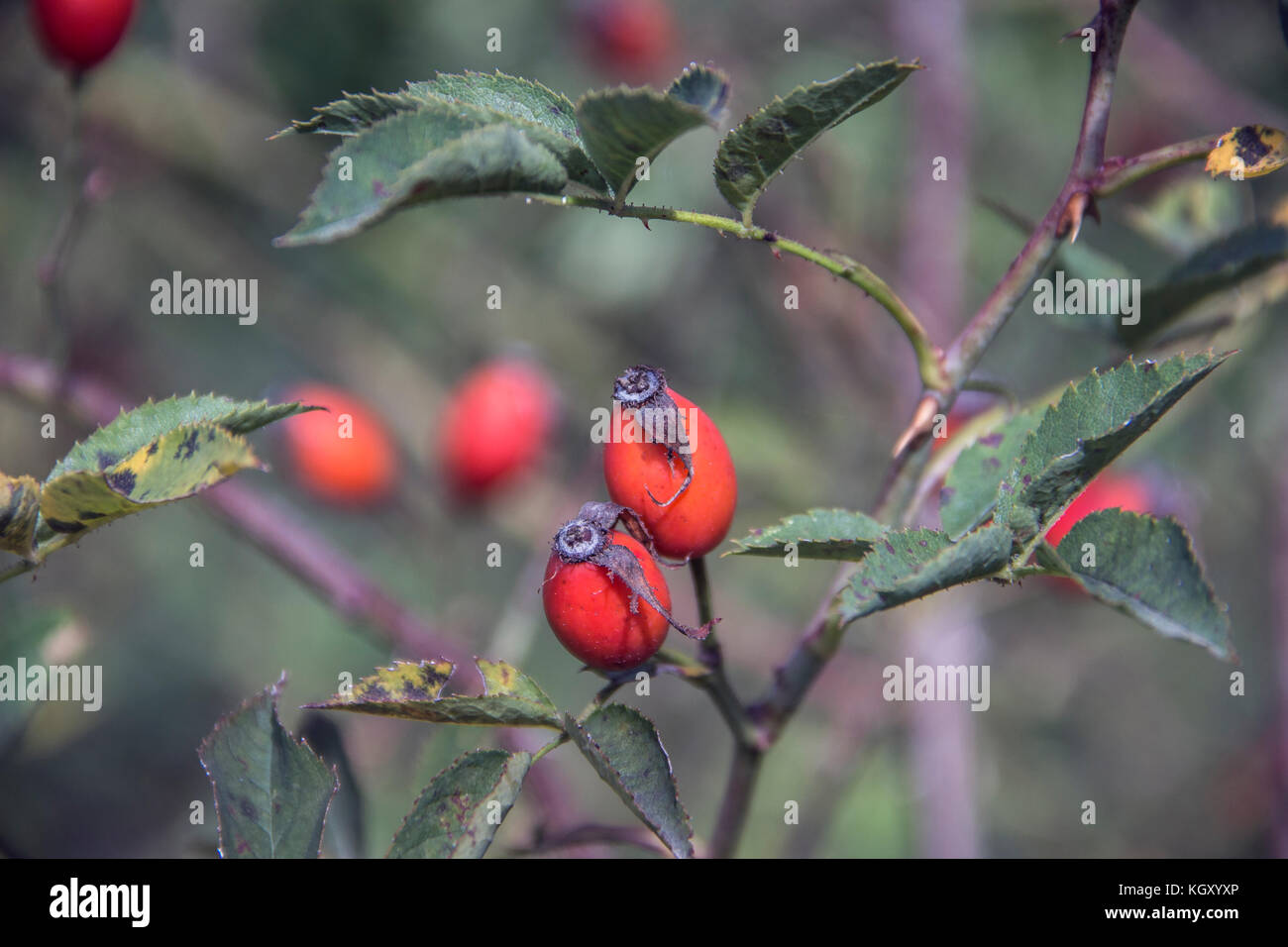 Rose branches hi-res stock photography and images - Alamy