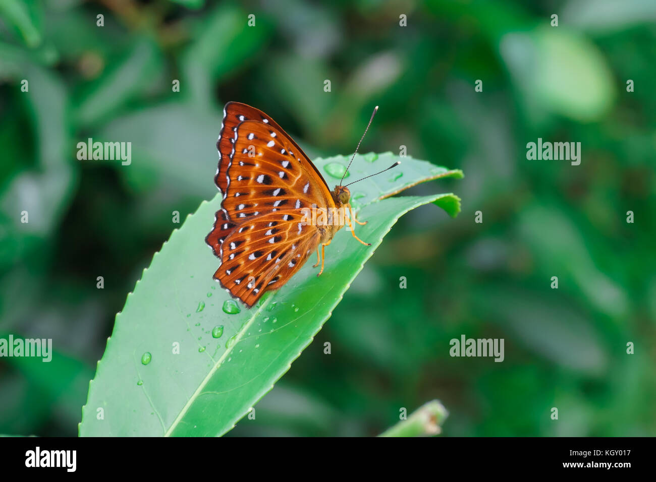 Yellow butterfly on tea leaf Stock Photo - Alamy