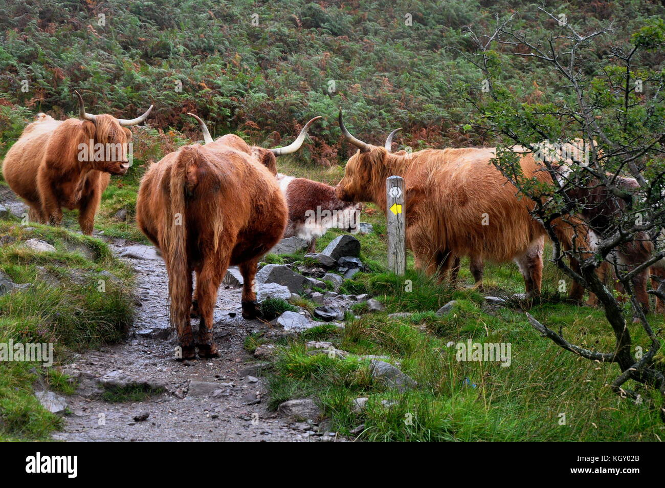 Scottish highlander cow Stock Photo - Alamy