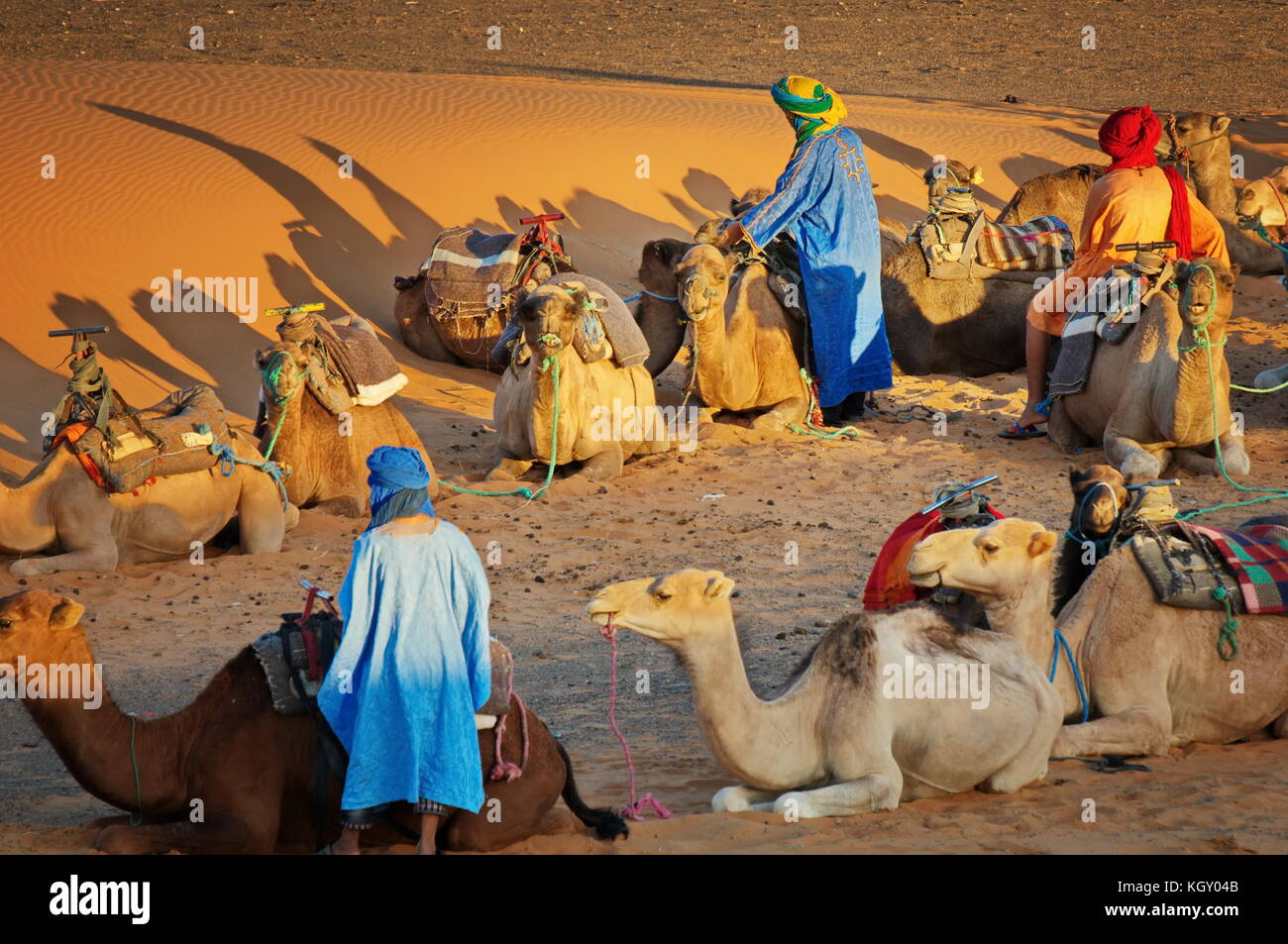 Berbers with the camels in the Sahara desert, Morocco at sunset ...