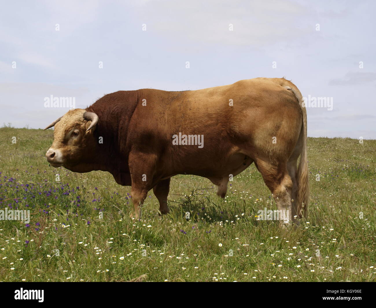 Left posing bull hi-res stock photography and images - Alamy